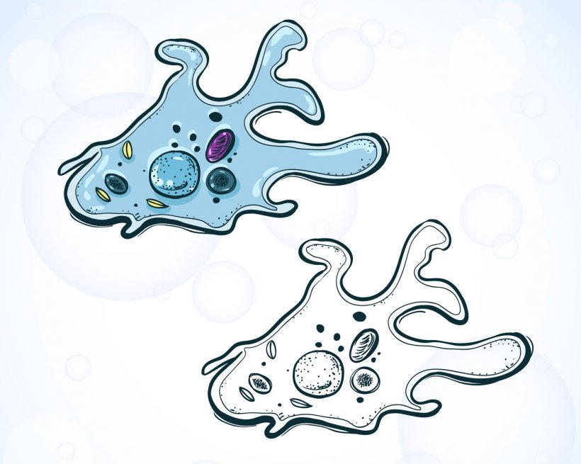 Amebas - Conceito e o que é