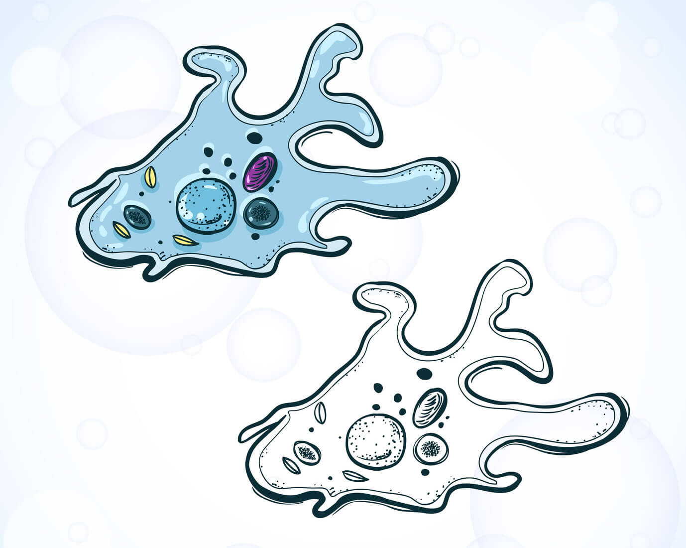 Amebas - Conceito e o que é