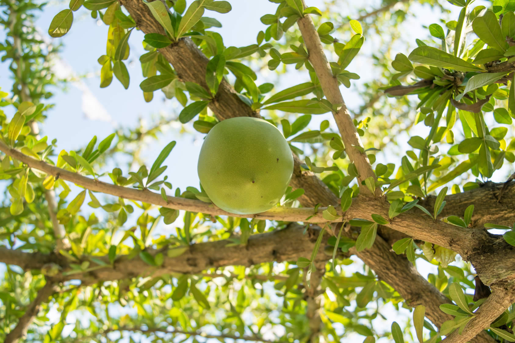 Crescentia Cujete - Conceito e o que é